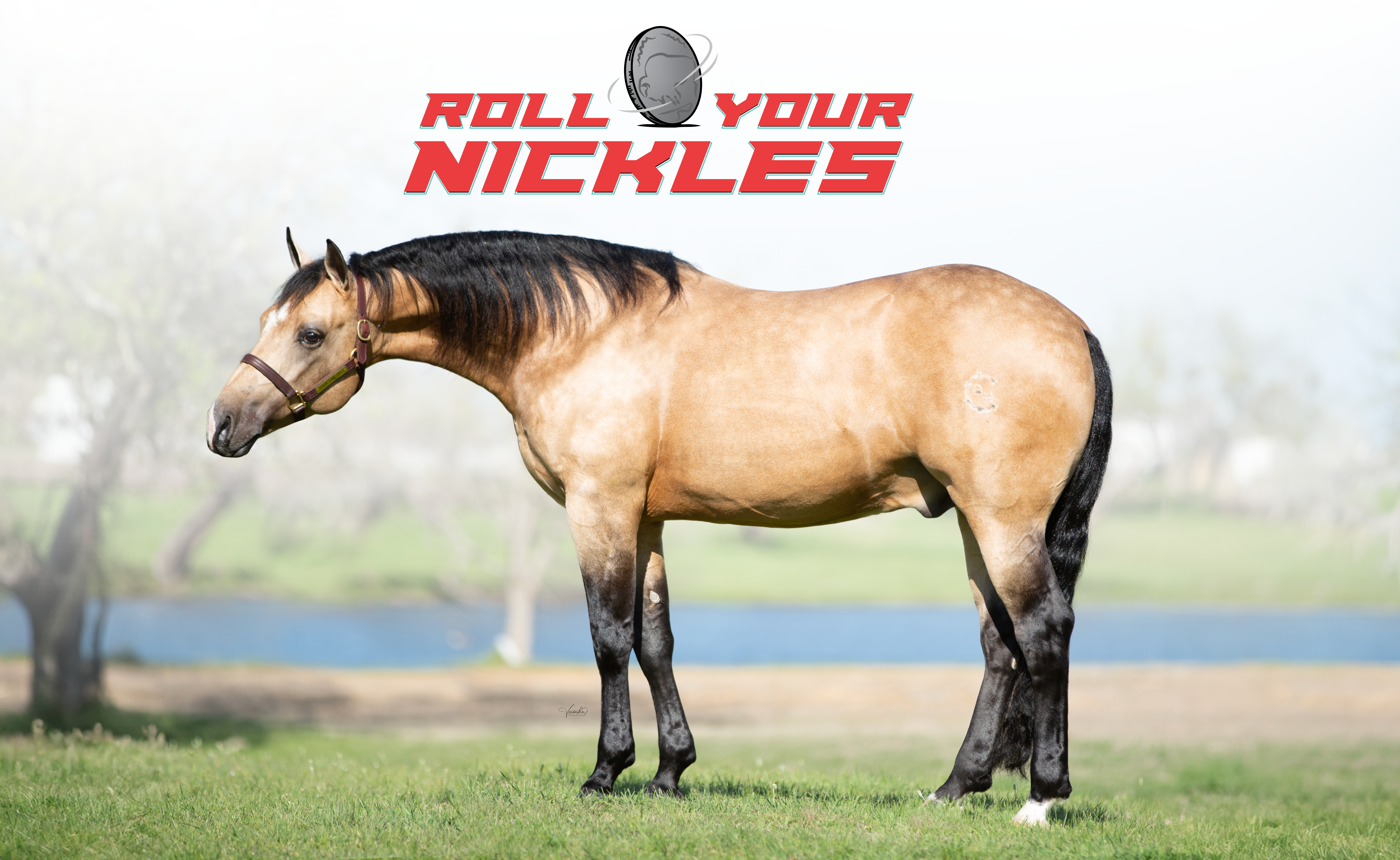 Roll Your Nickles | Solo Select Horses